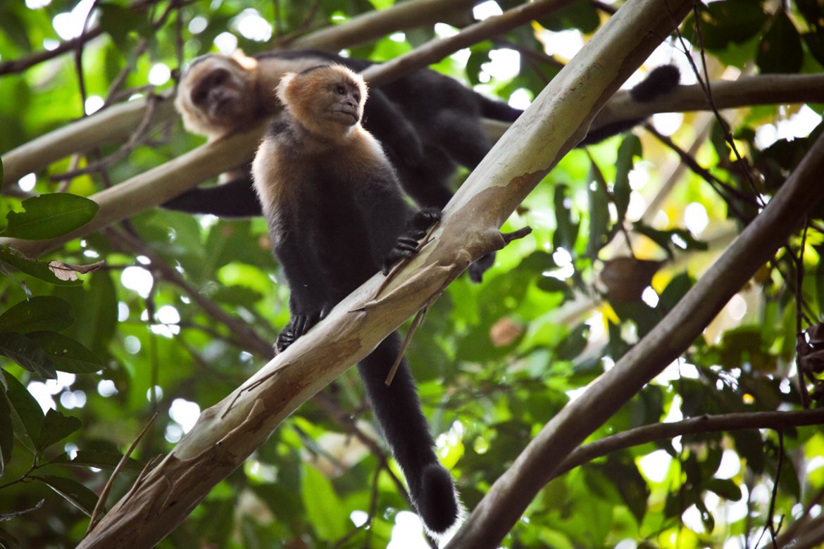 Honduras : de Tela à Punta Sal pour aller observer les singes du parc ...